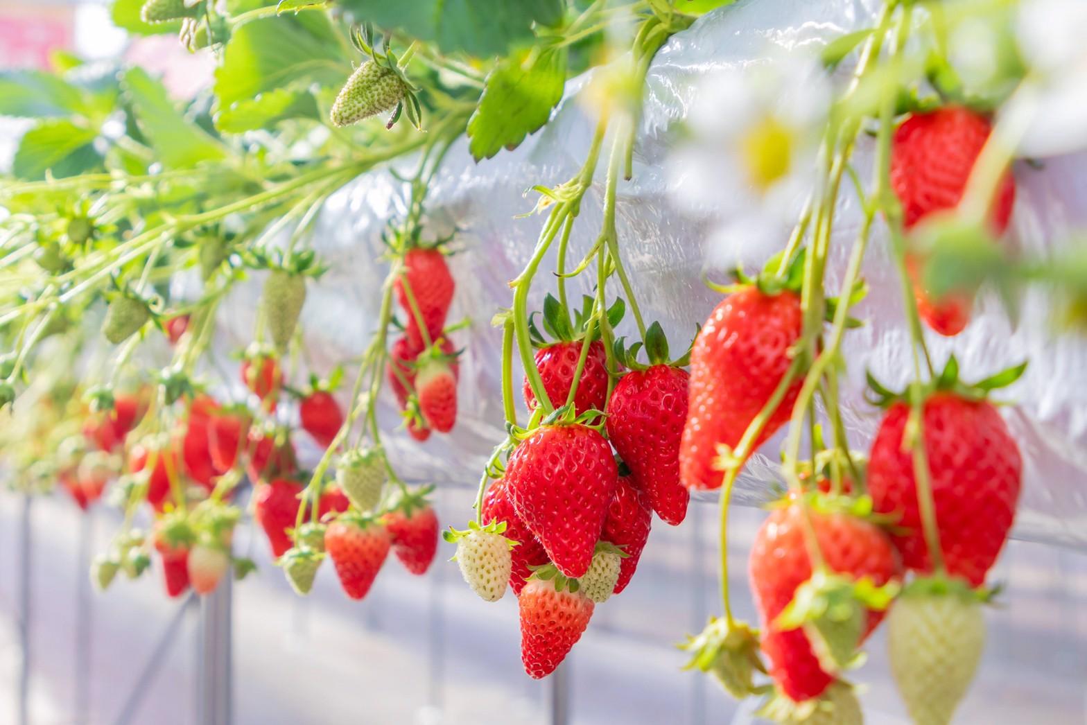 収穫体験（いちご、ブルーベリー、ぶどう、さつまいも） ｜観光コース｜日の丸自動車株式会社